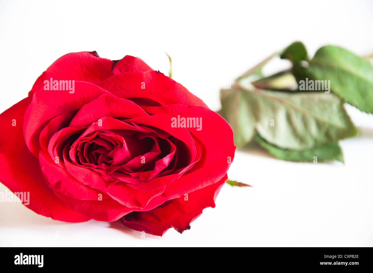 Single rose flower placed on clean white background Stock Photo - Alamy