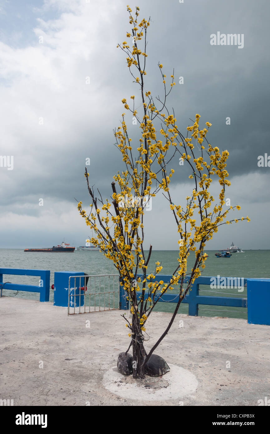 Tree Growing on Concrete Floor Stock Photo - Alamy