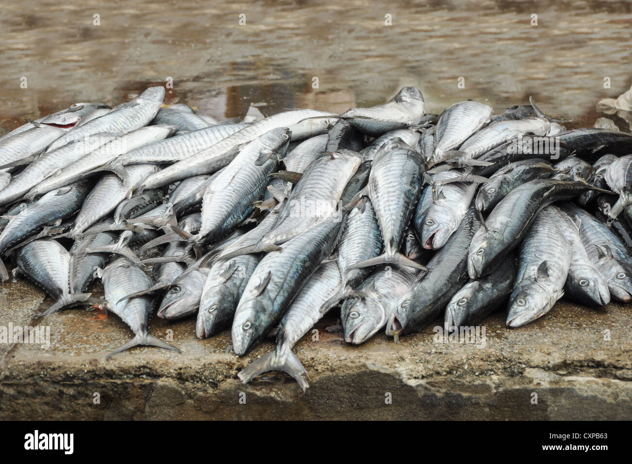 Fish on the Ground Stock Photo - Alamy