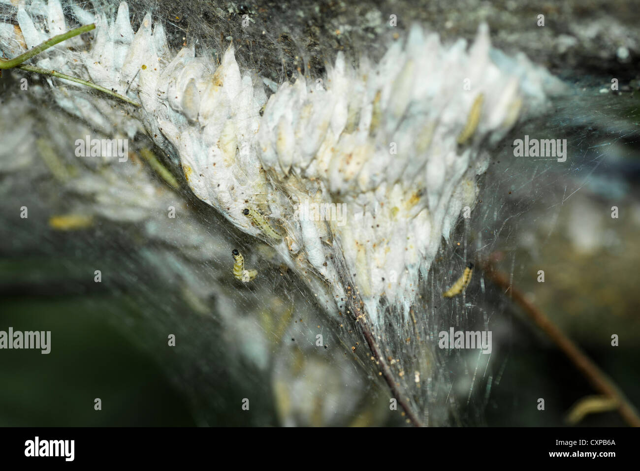 Caterpillar tree hi-res stock photography and images - Alamy