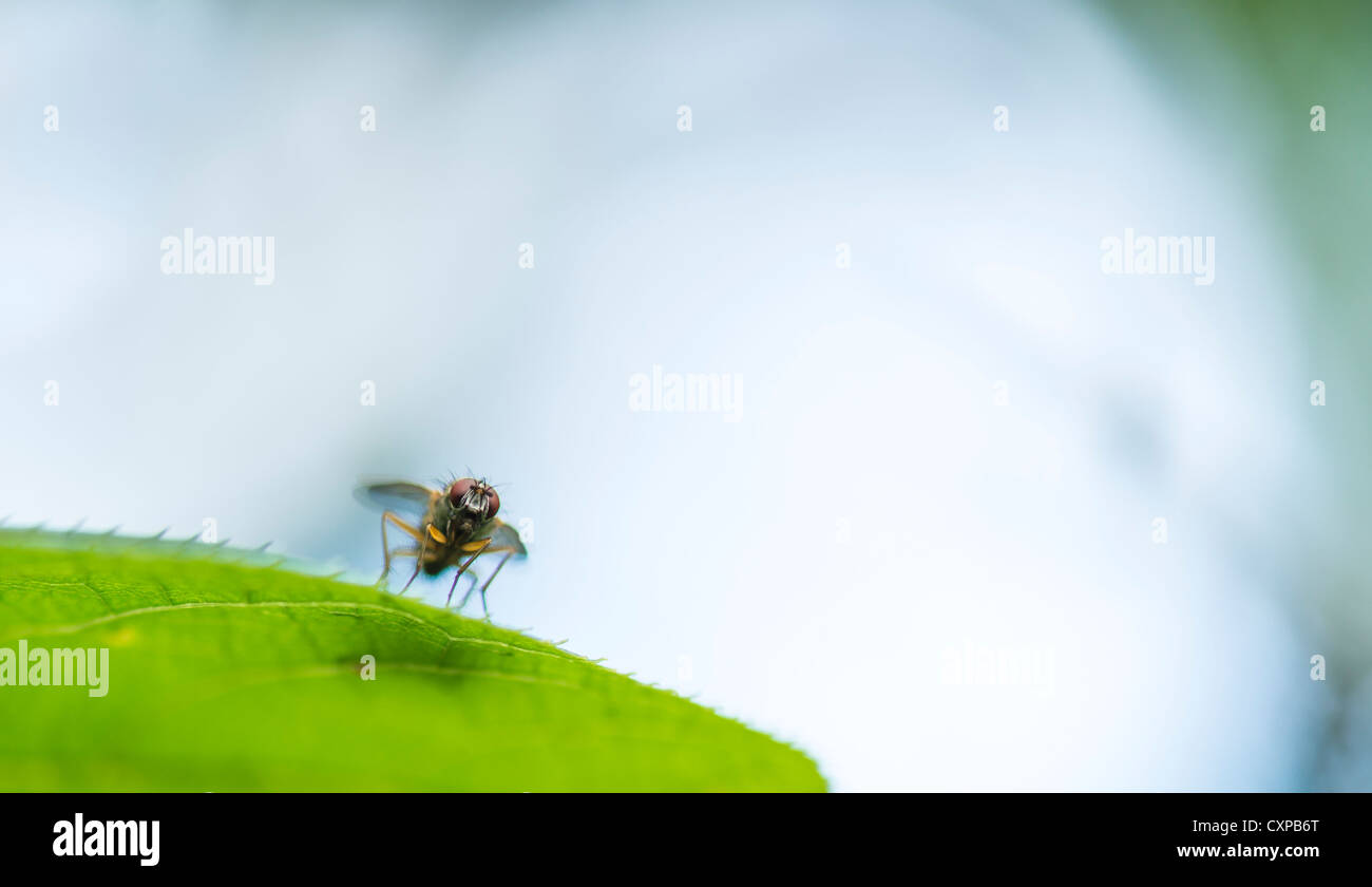 Facing leaf hi-res stock photography and images - Alamy