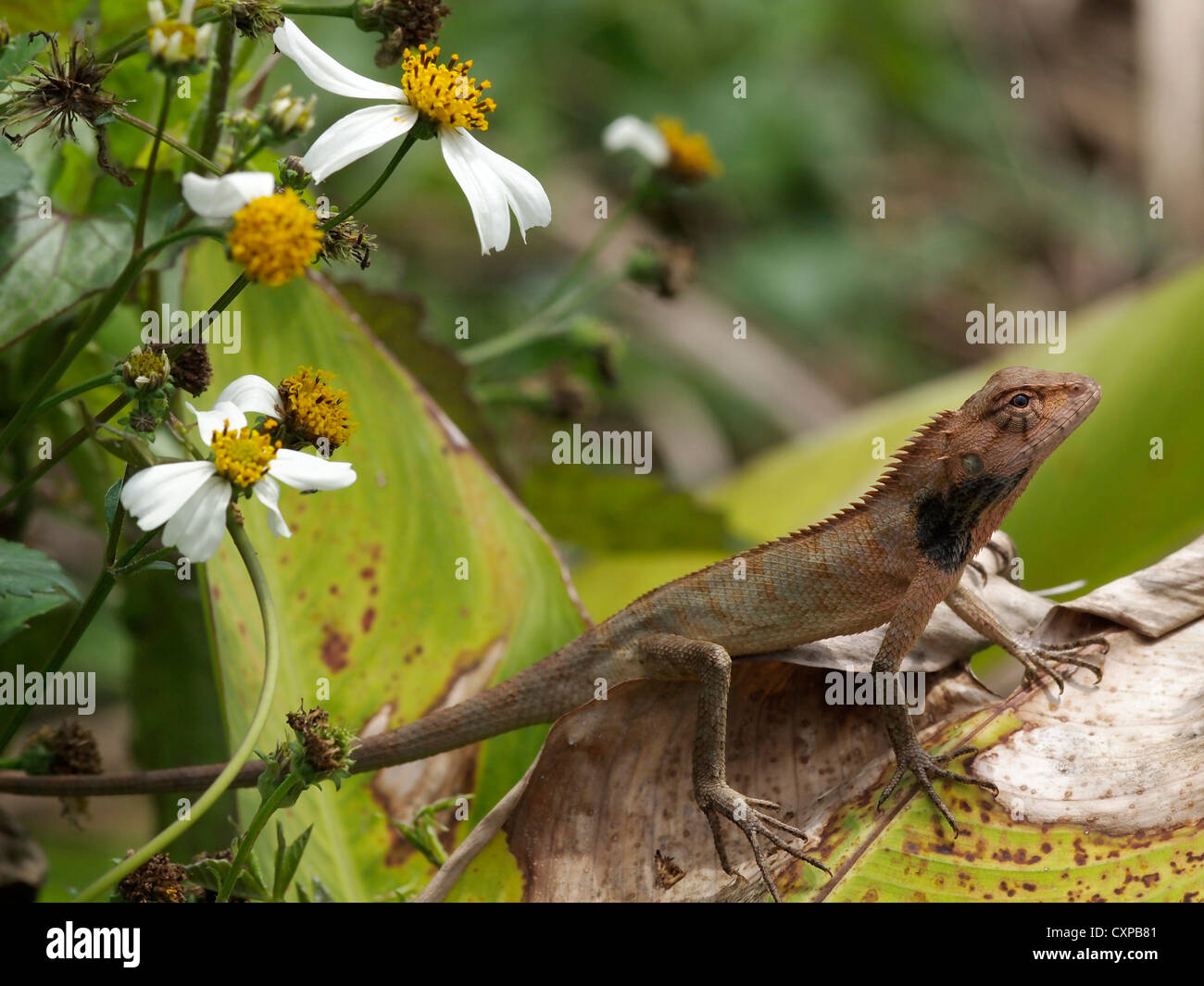 Oriental garden lizard Stock Photo - Alamy