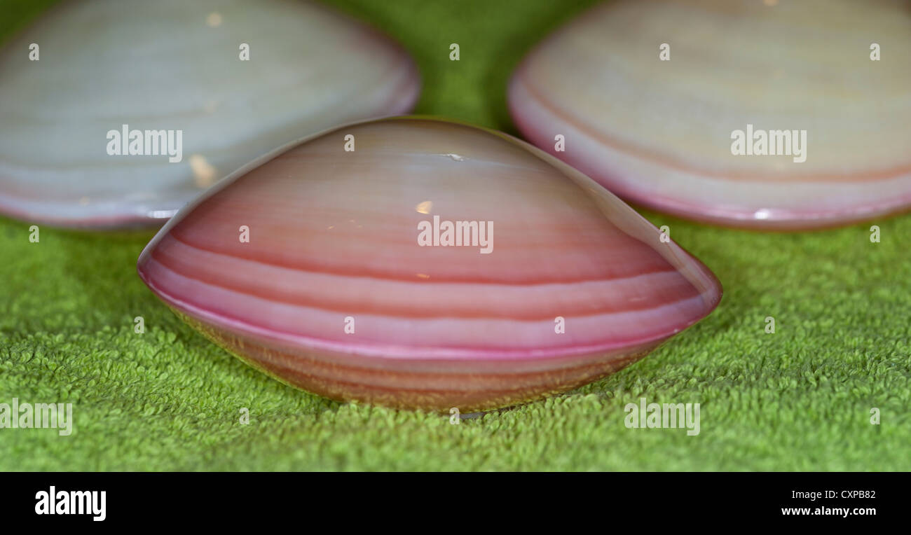 Lava shells on a green towel Stock Photo - Alamy