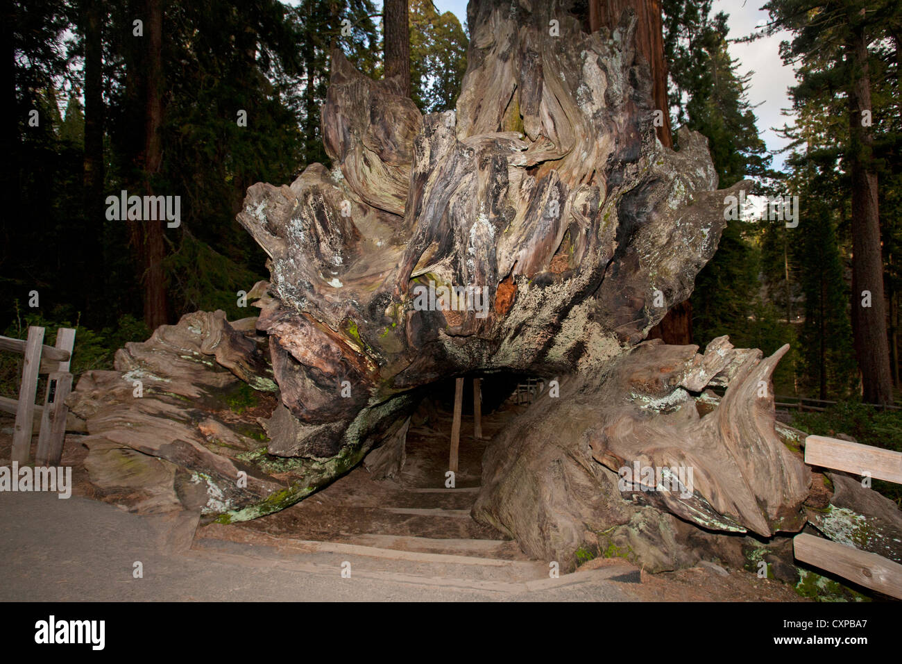 Hollowed out fallen Giant Sequoia trees (Sequoiadendron giganteum ...