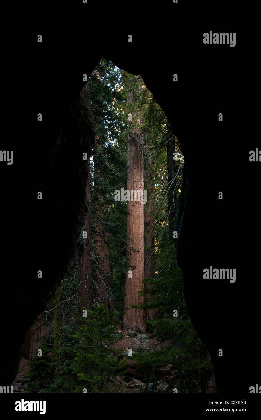 Giant redwood silhouette hi-res stock photography and images - Alamy