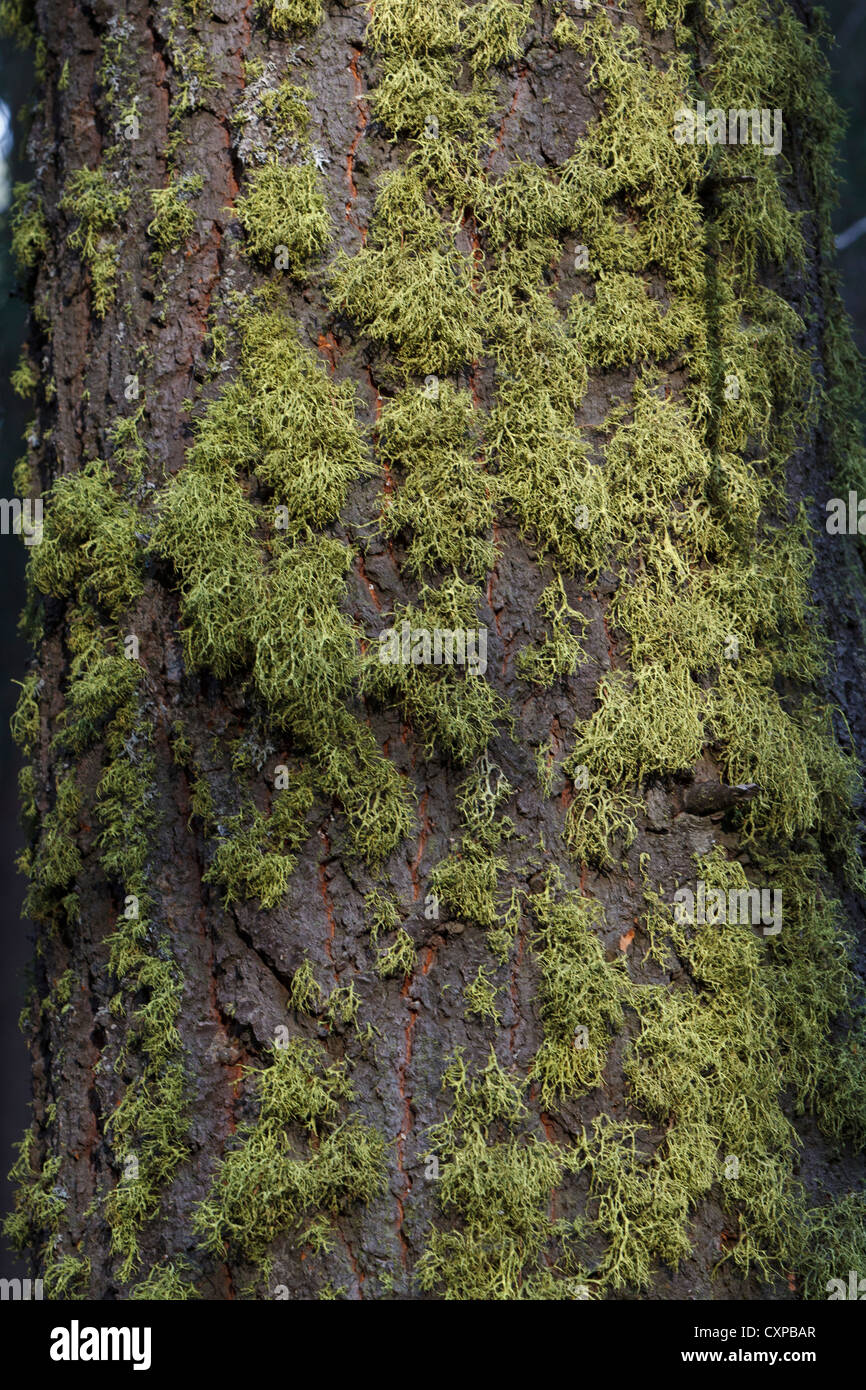 Moss growing on a tree, Sequoia National Park, California, United ...
