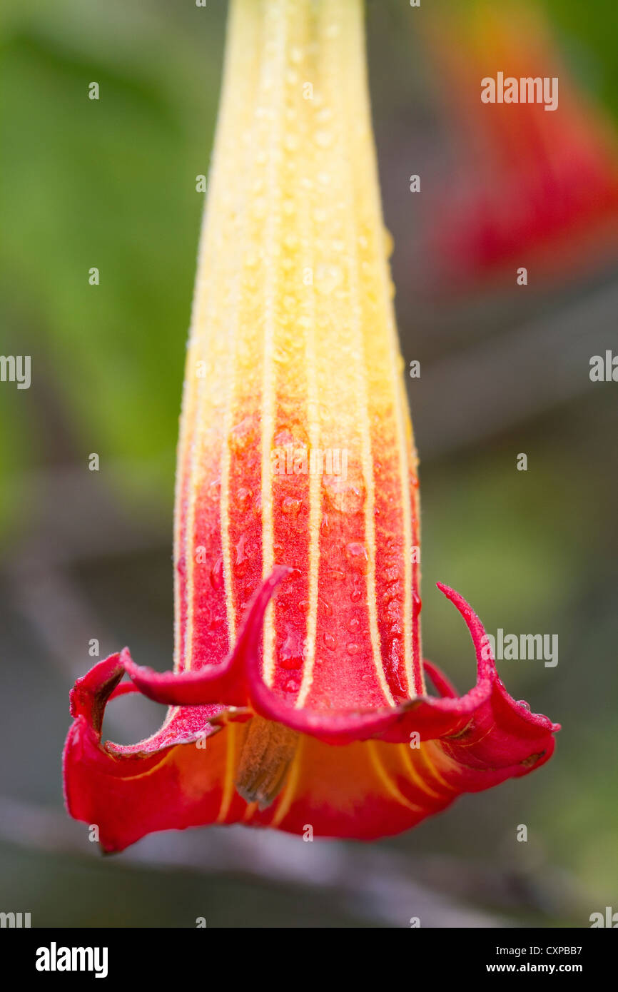 Trompeta central hi-res stock photography and images - Alamy