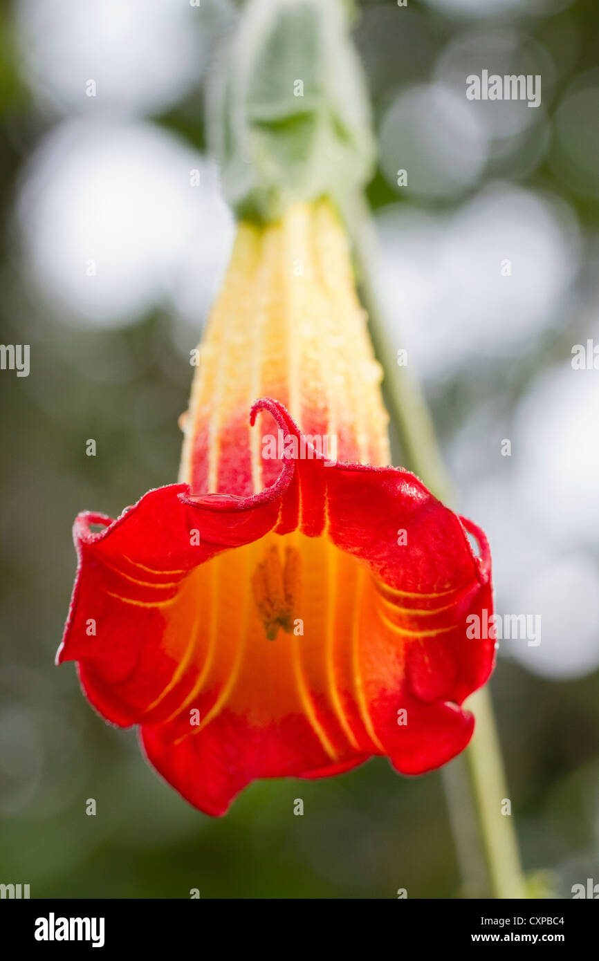 Trumpet flower hi-res stock photography and images - Alamy