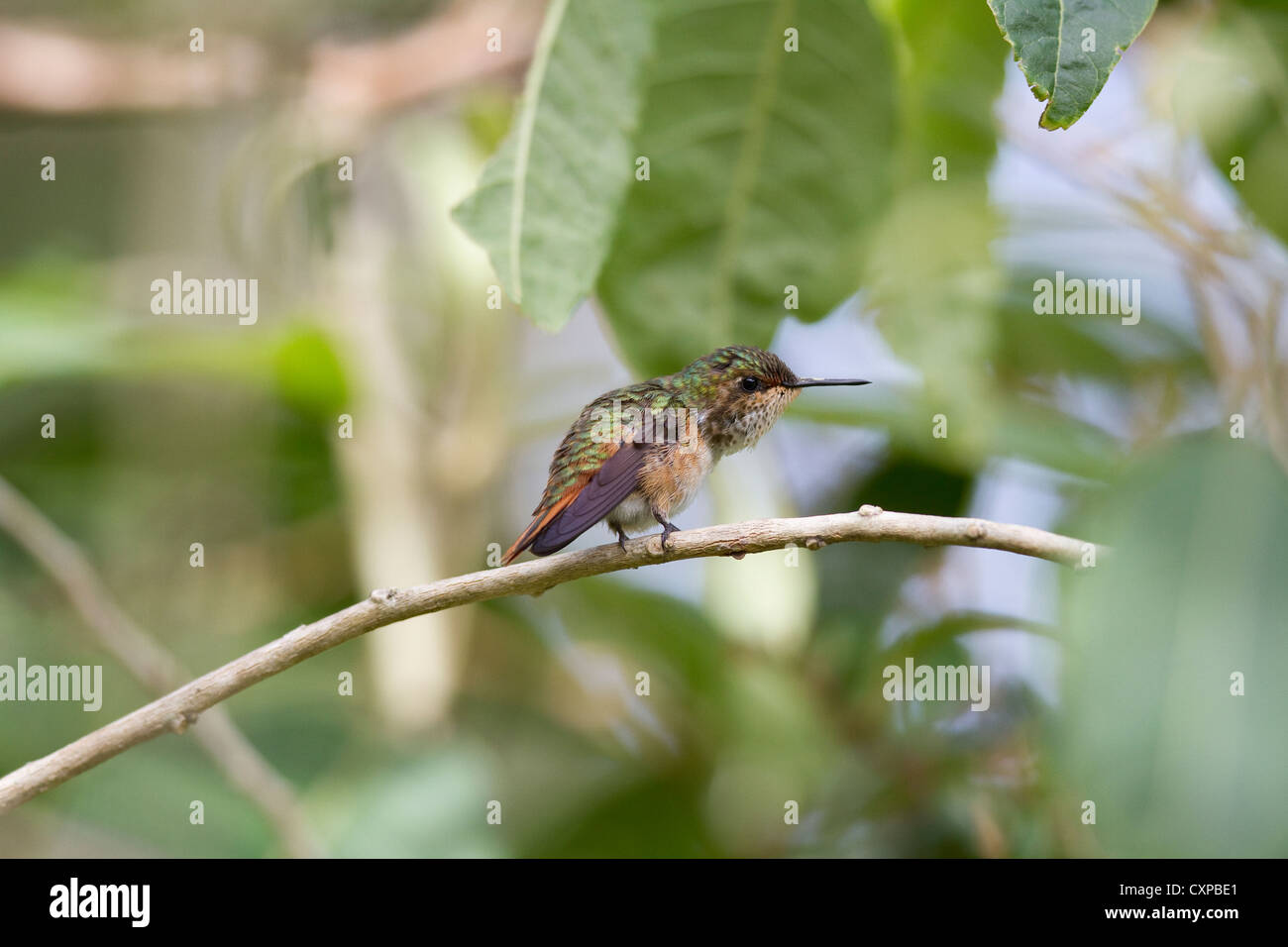 Volcano Hummingbird (Selasphorus flammula) assuming an aggressive pose ...