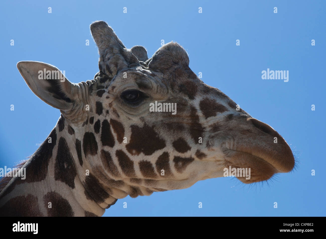 Male giraffe hi-res stock photography and images - Alamy