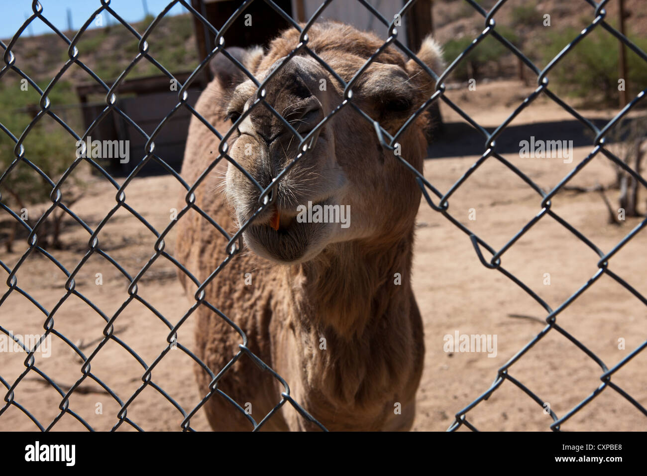 Arabian camel (Camelus dromedarius) behind chain linked fence Out ...
