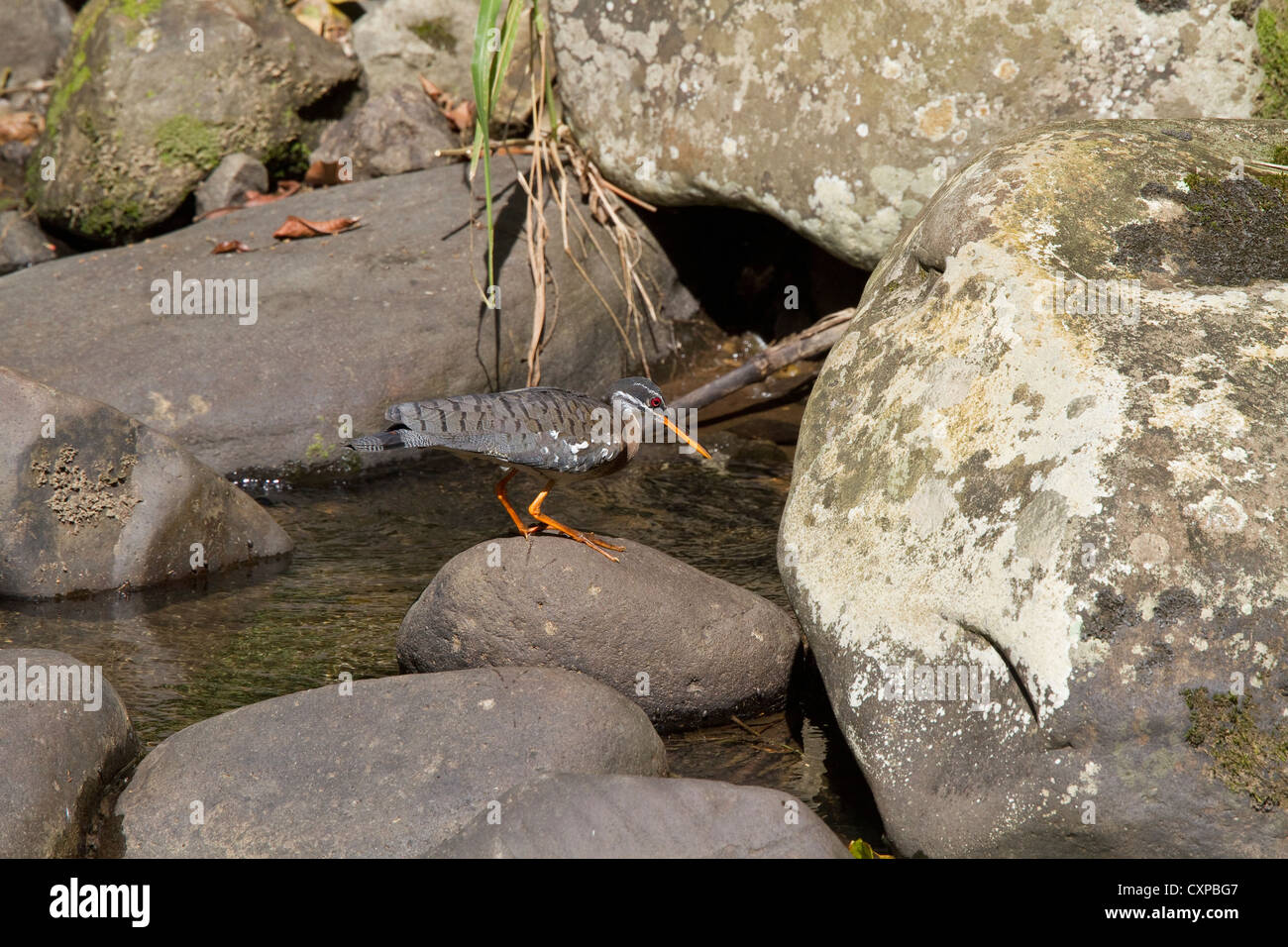 Sunbittern eurypyga helias fishing hi-res stock photography and images ...