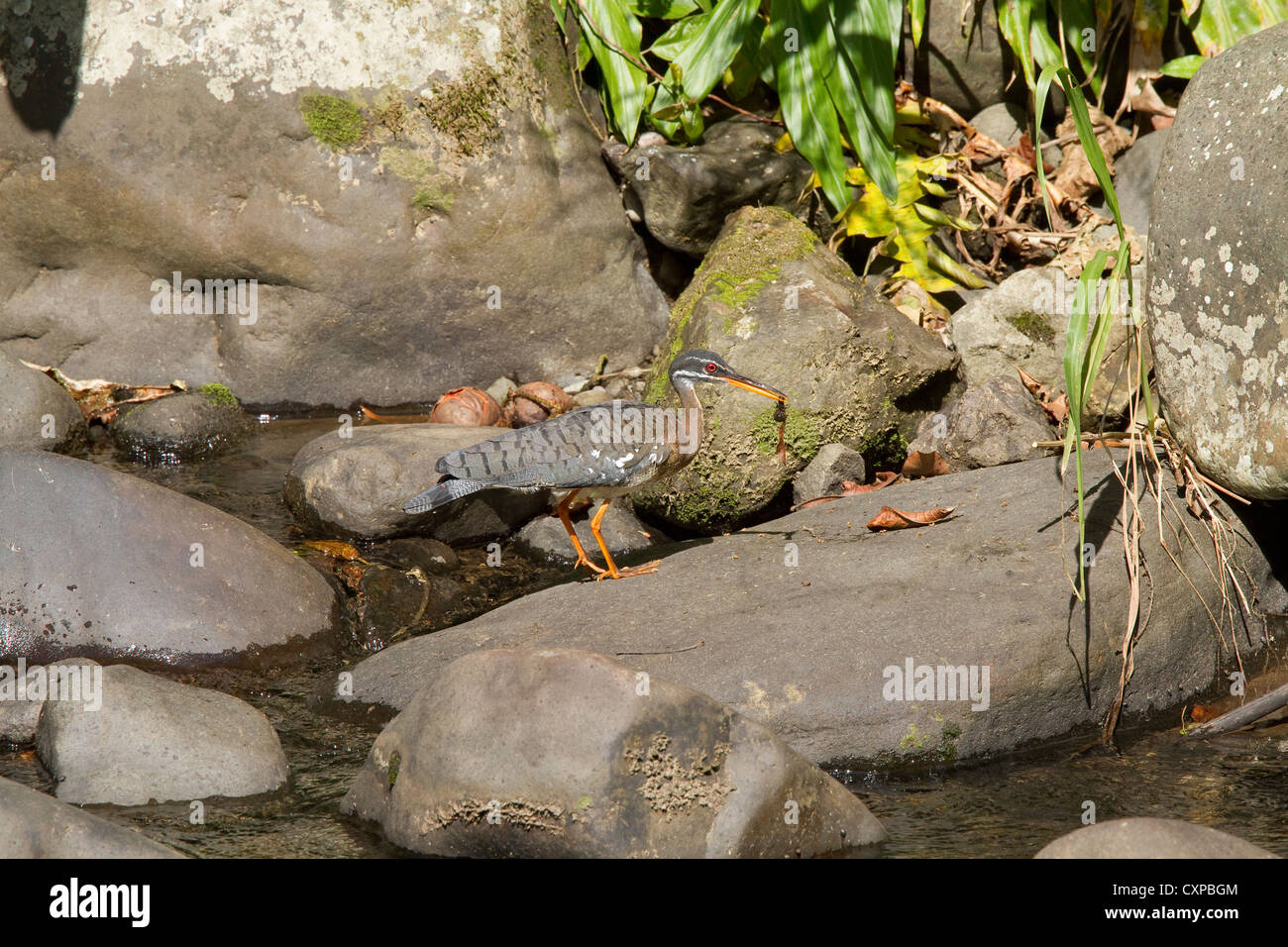 Sunbittern eurypyga helias fishing hi-res stock photography and images ...