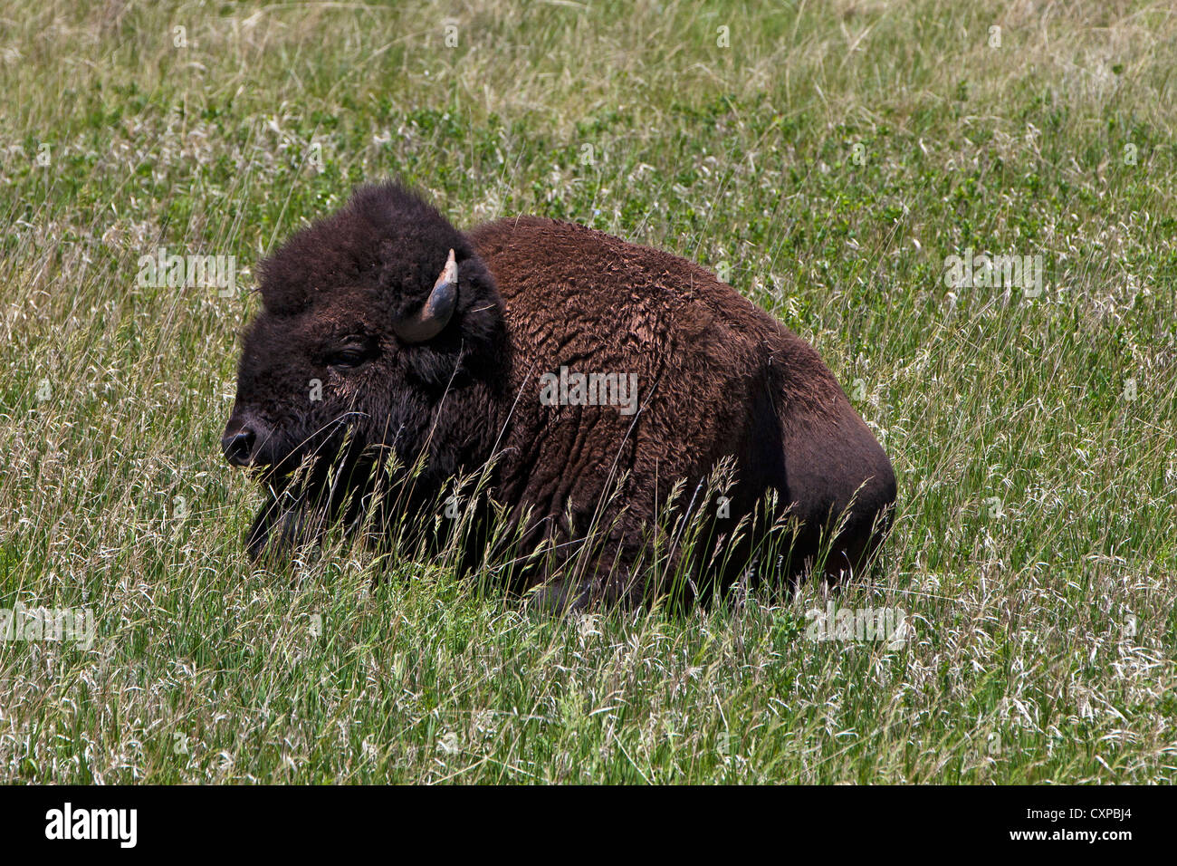 American Bison Buffalo (Bison bison) sitting in a grassy field Wind ...