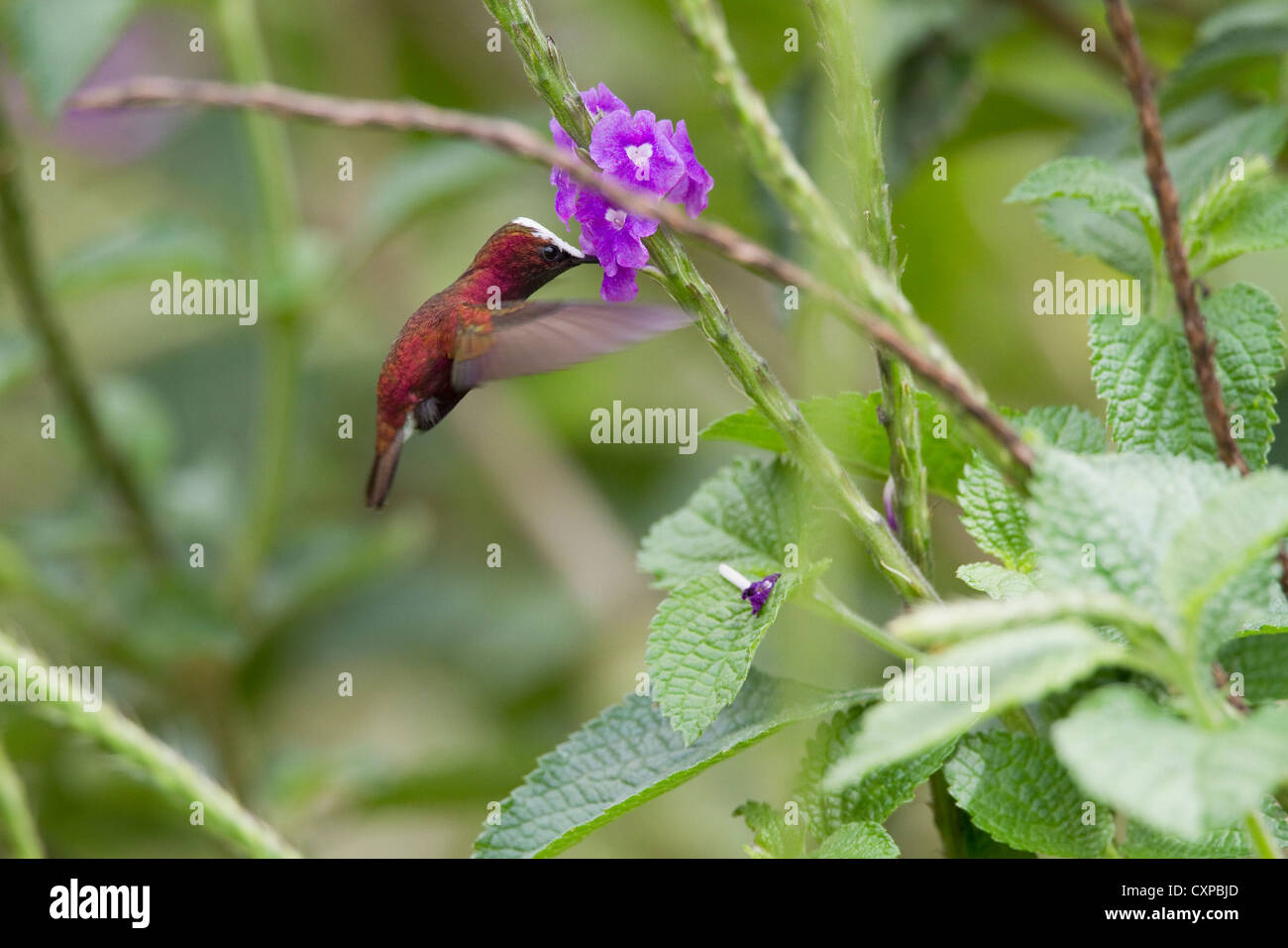 Snowcap hummingbird costa rica hi-res stock photography and images - Alamy