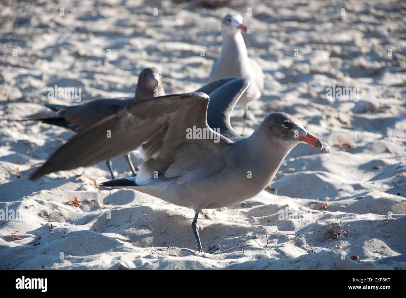 Gulls beach hi-res stock photography and images - Alamy