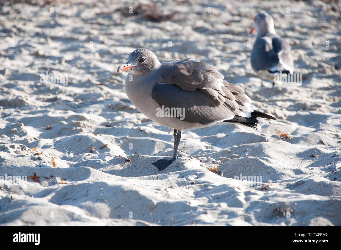 Gulls on beach hi-res stock photography and images - Alamy
