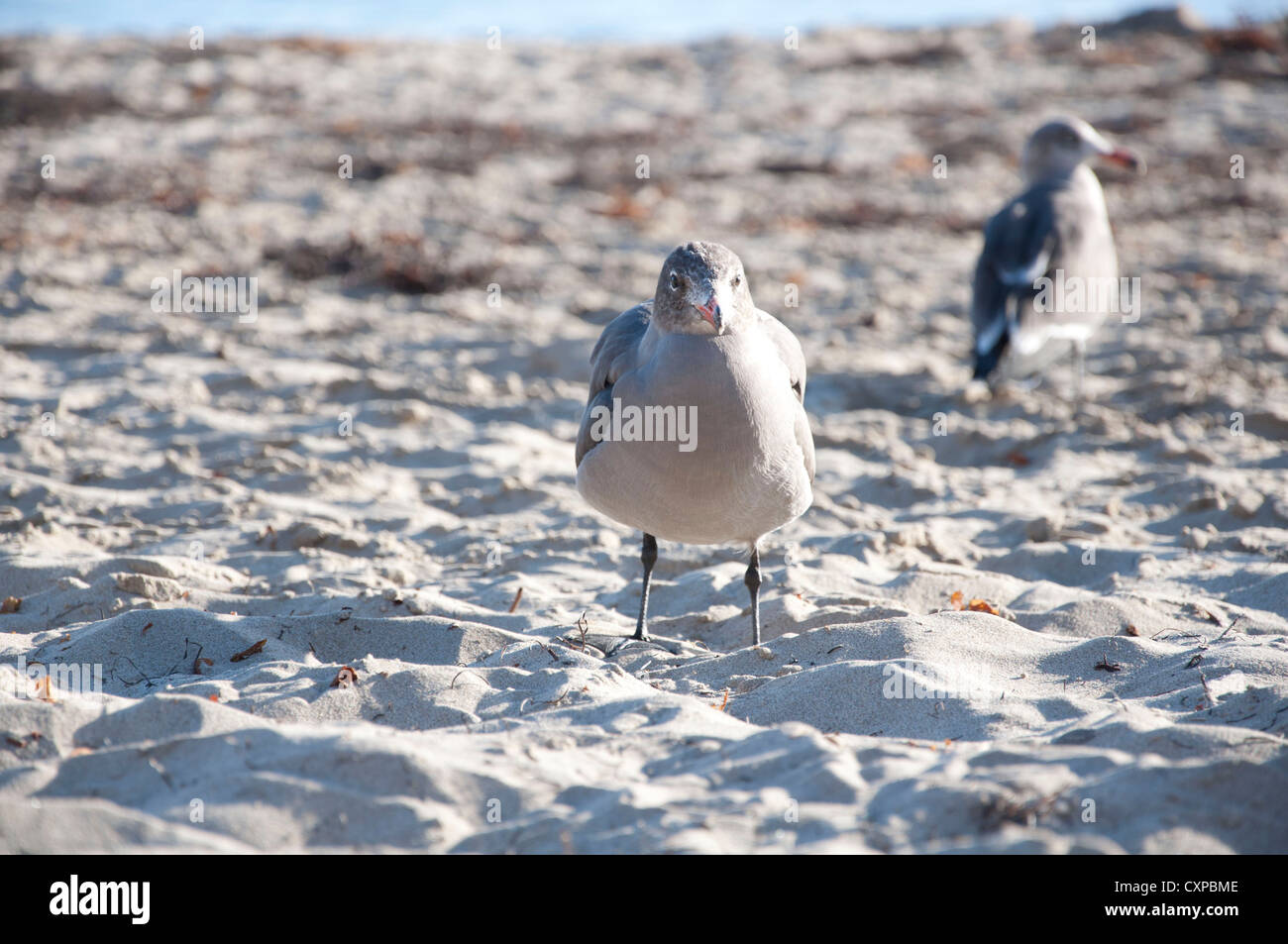 Gulls beach hi-res stock photography and images - Alamy