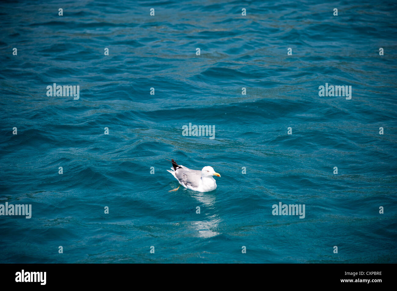 Cala Violina, one of the most beautiful bay in Tuscany Stock Photo - Alamy