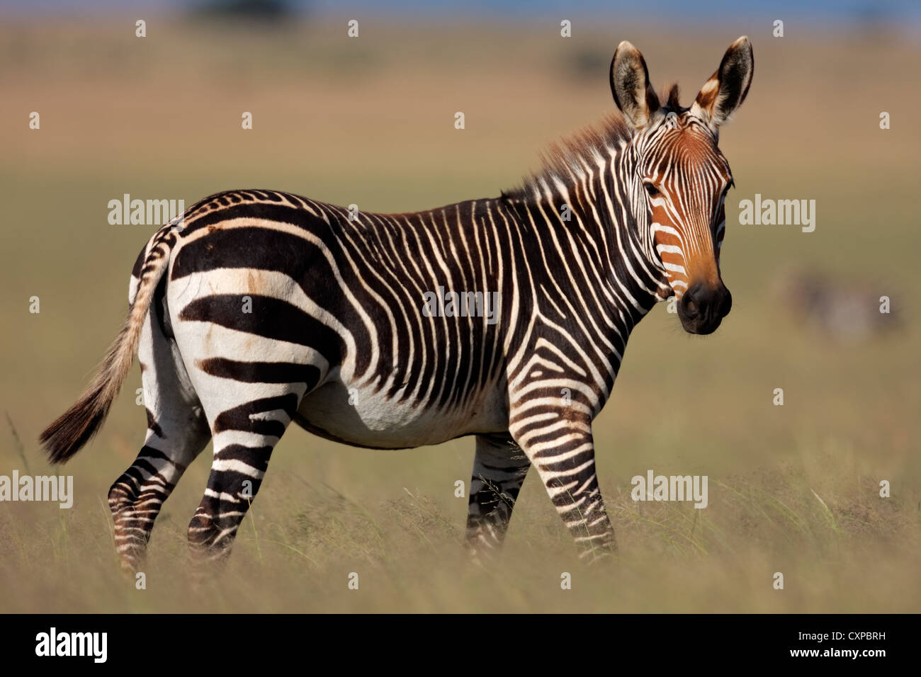 Endangered Cape Mountain Zebra (Equus zebra), Mountain Zebra National ...