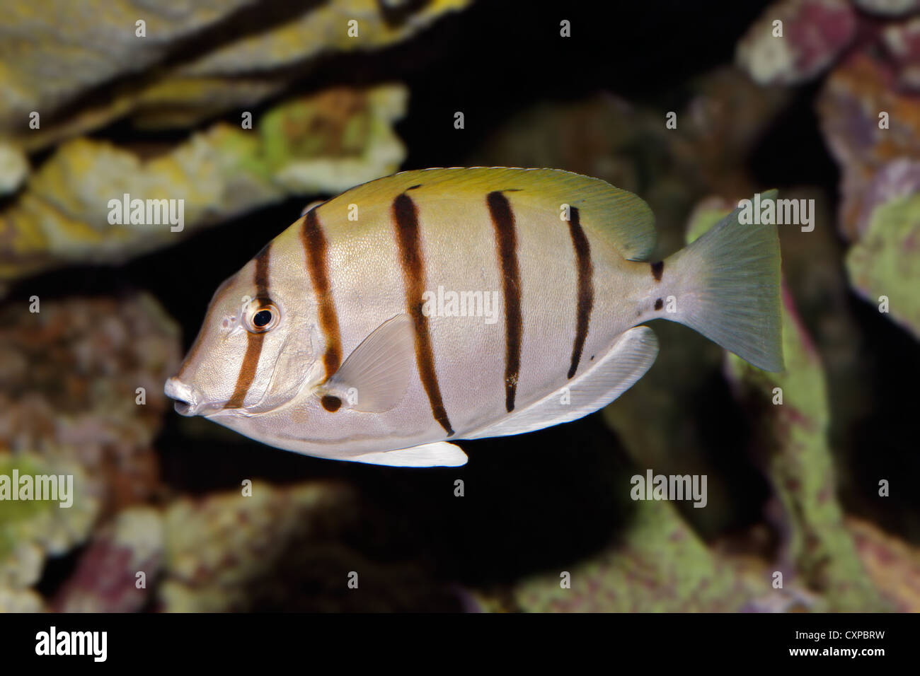 Underwater view of a Convict Surgeonfish or Manini (Acanthurus ...