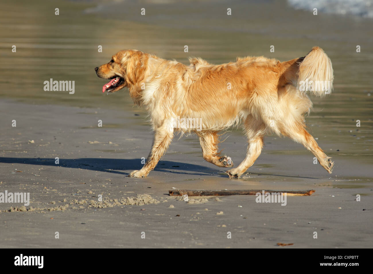 Golden Retriever Running Front View