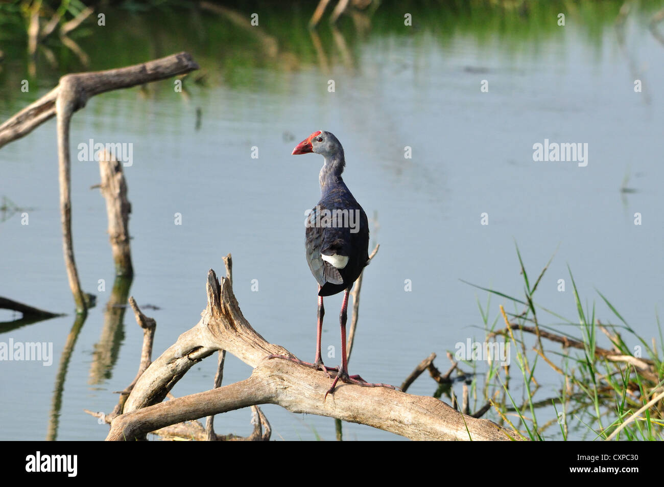 Indian Moorhen ( porphyrio porphyrio Stock Photo - Alamy