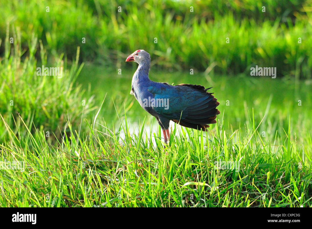 Indian Moorhen ( porphyrio porphyrio Stock Photo - Alamy