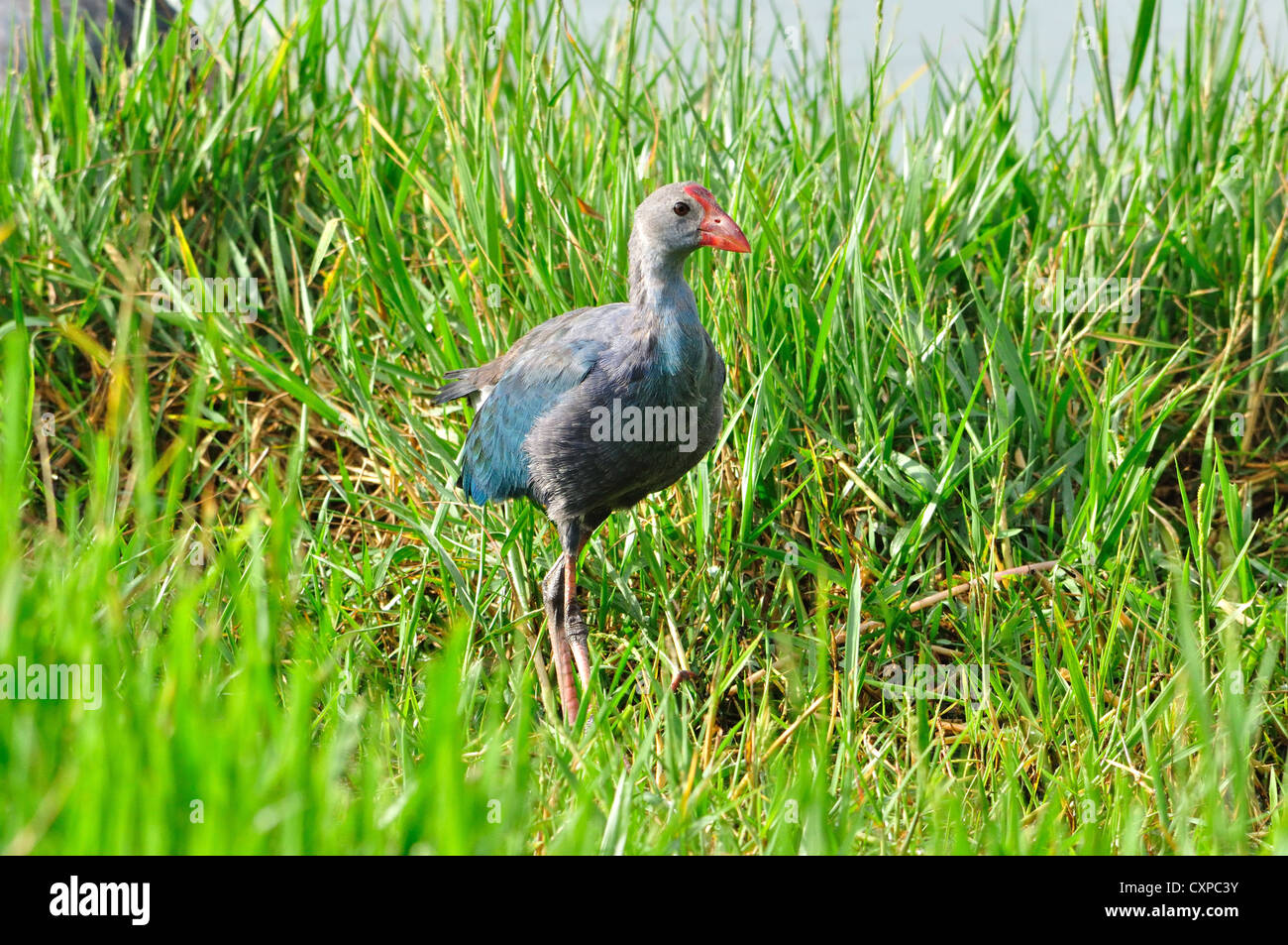 Indian Moorhen ( porphyrio porphyrio Stock Photo - Alamy