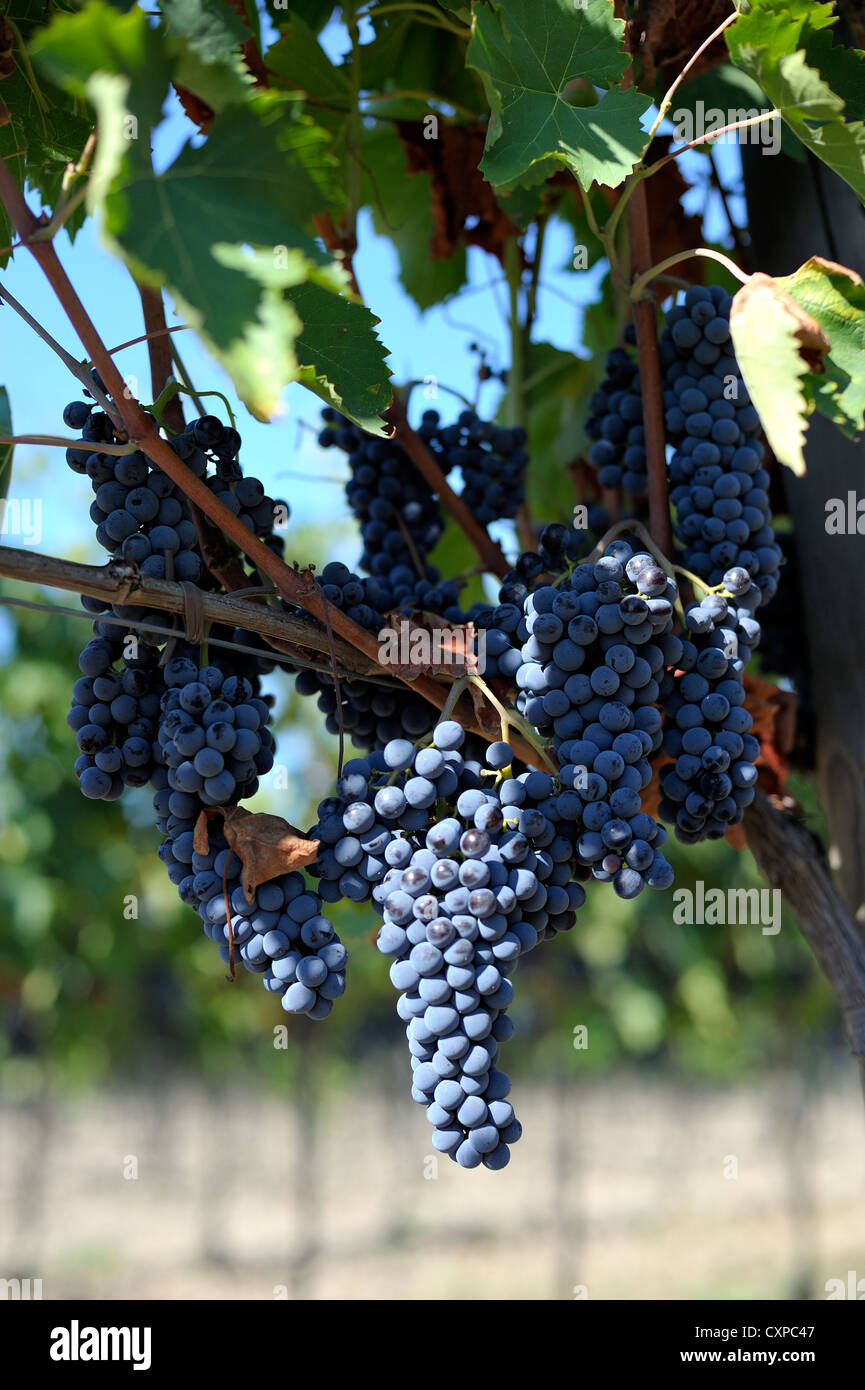 purple red grapes with green leaves on the vine. fresh fruits Stock ...