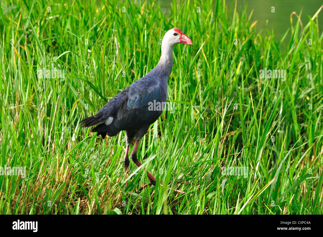 Indian Moorhen ( porphyrio porphyrio Stock Photo - Alamy