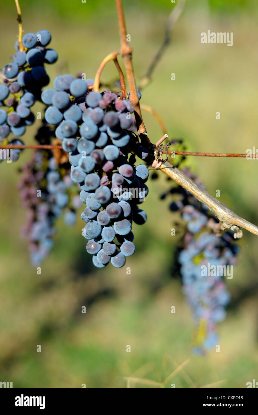 purple red grapes with green leaves on the vine. fresh fruits Stock ...