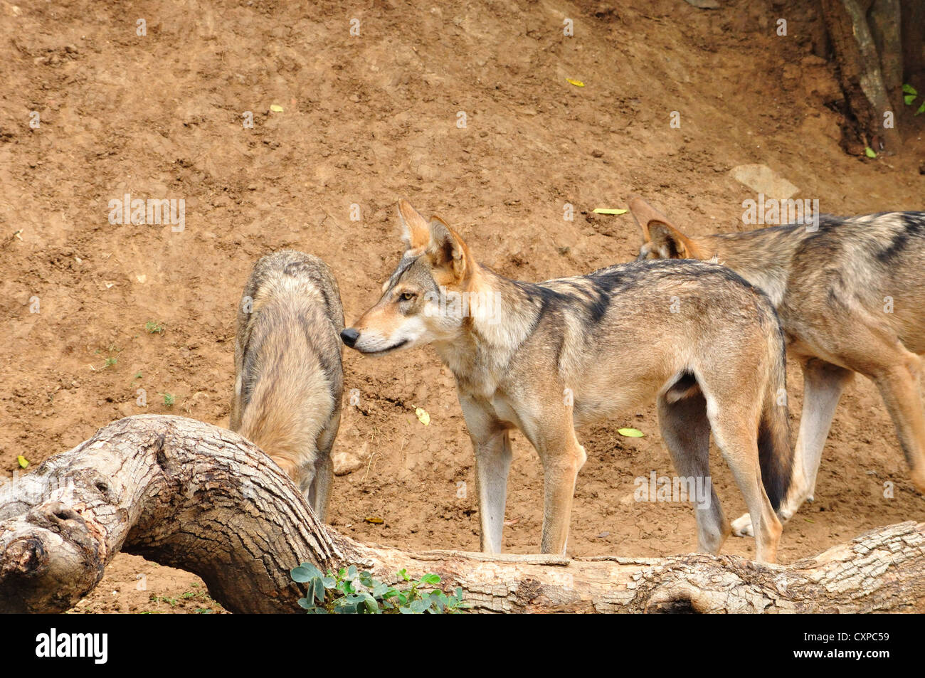 Indian wolf hi-res stock photography and images - Alamy