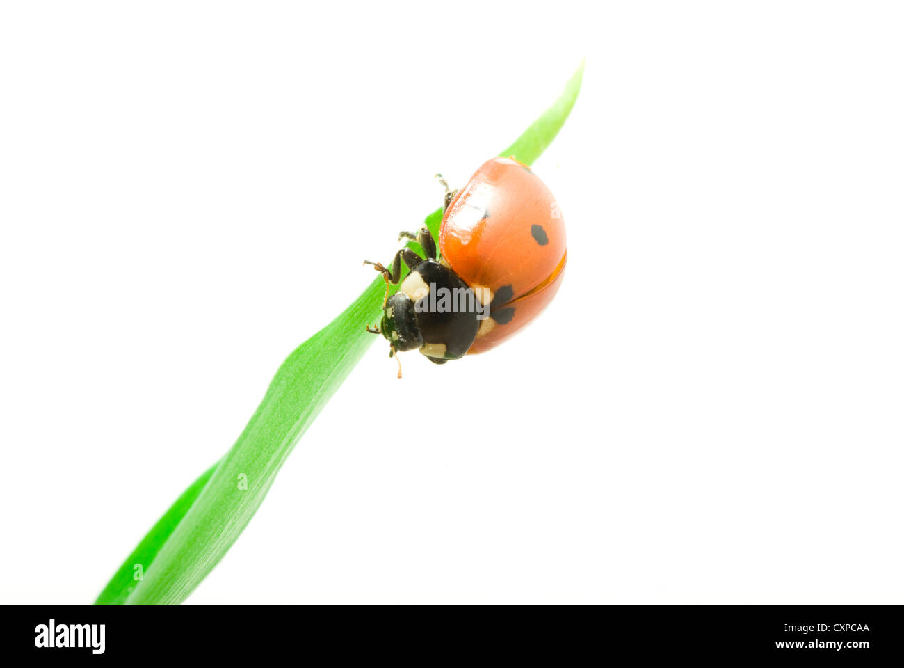 red ladybug on green grass isolated on white Stock Photo - Alamy