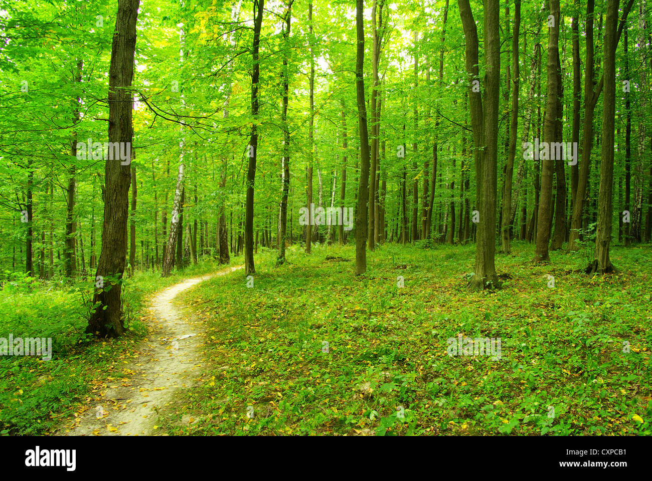 a path is in the green forest Stock Photo - Alamy