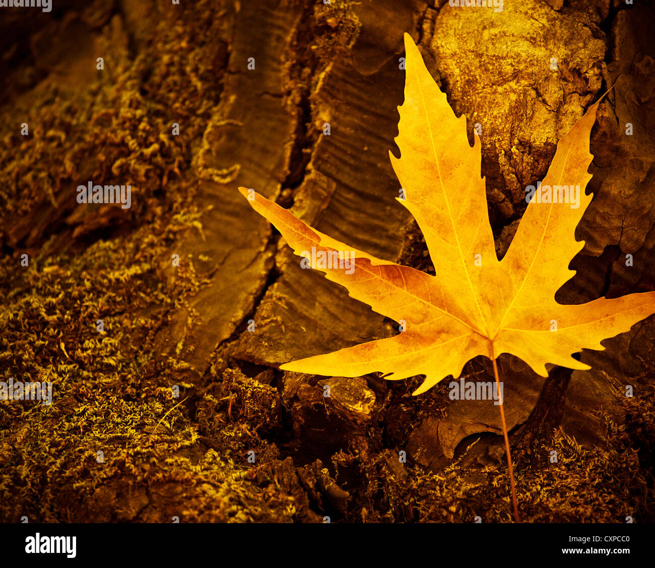 Picture of dry maple leaf on old dark tree trunk, autumn leaves ...