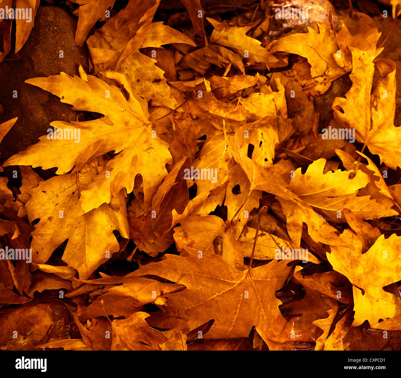 Photo of grunge leaves background, abstract autumnal backdrop, orange ...