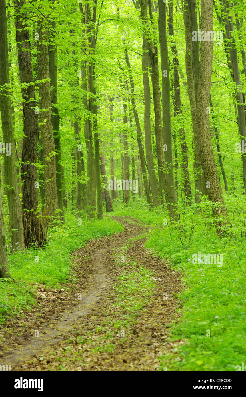 a path is in the green forest Stock Photo - Alamy