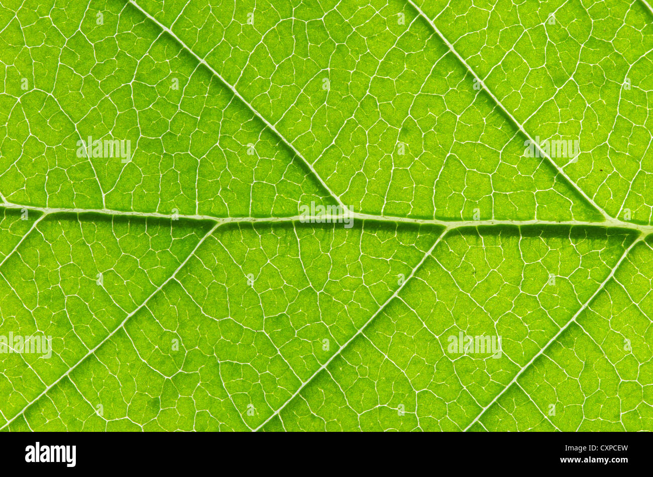 structure of leaf natural background Stock Photo - Alamy