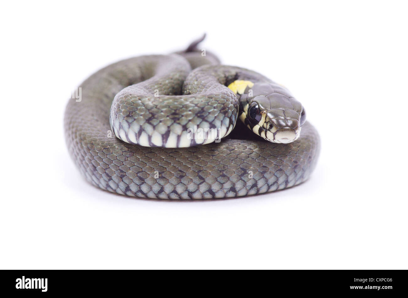 snake isolated on white background Stock Photo - Alamy