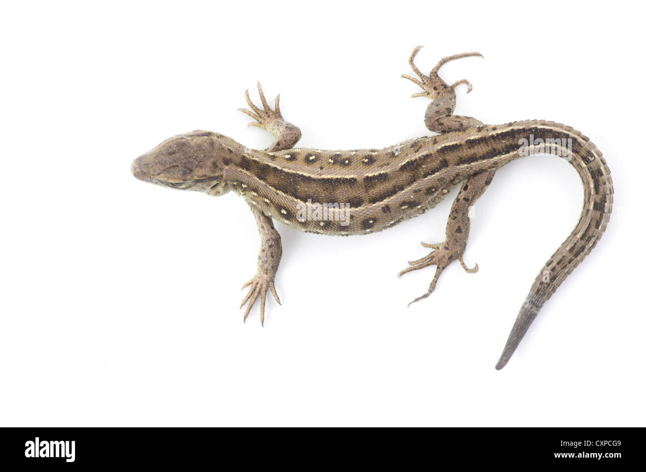 Small lizard isolated on white Stock Photo - Alamy