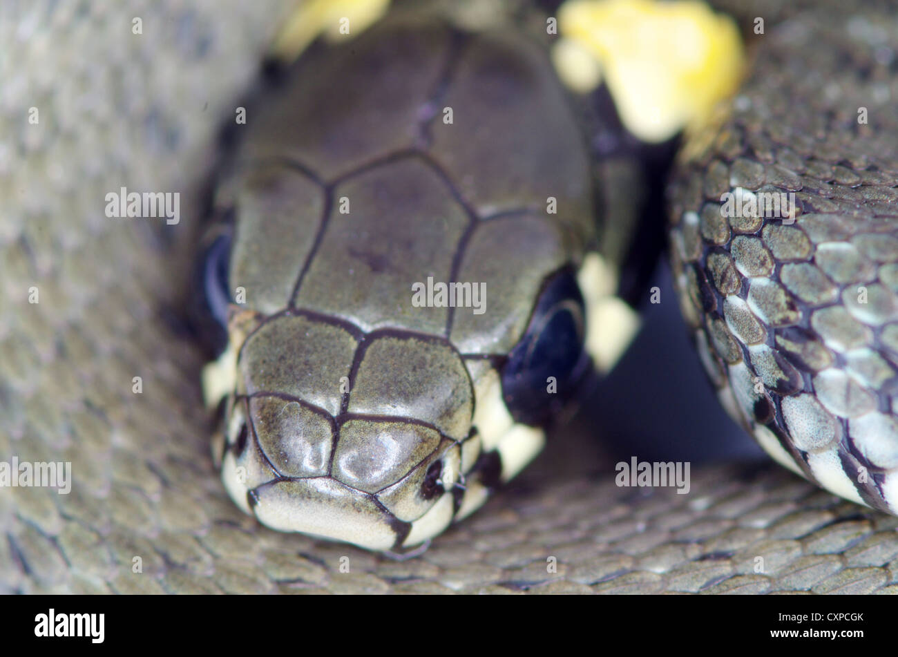 snake isolated on white background Stock Photo - Alamy