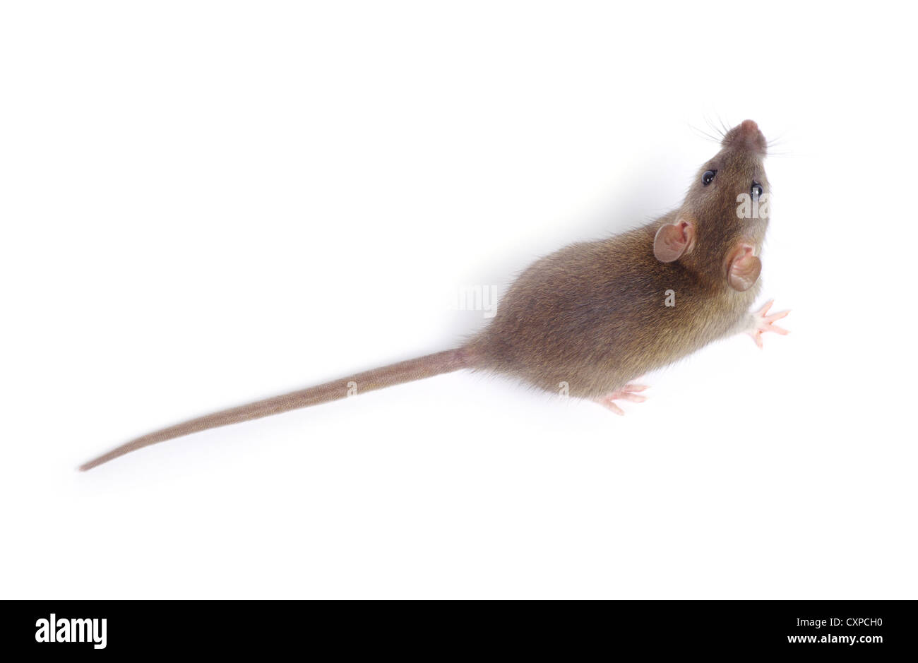 rat isolated on white background Stock Photo - Alamy