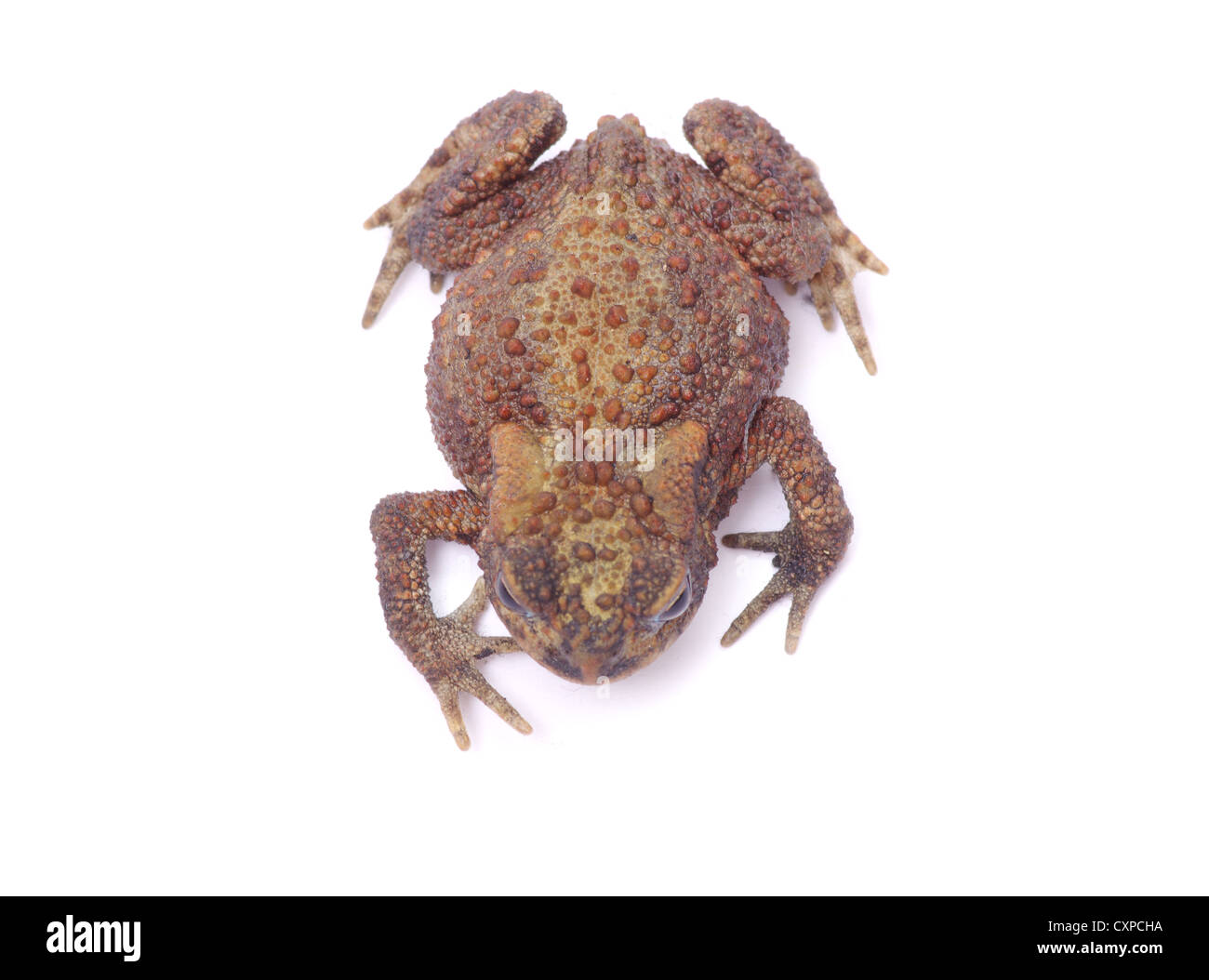 Fat frog hi-res stock photography and images - Alamy