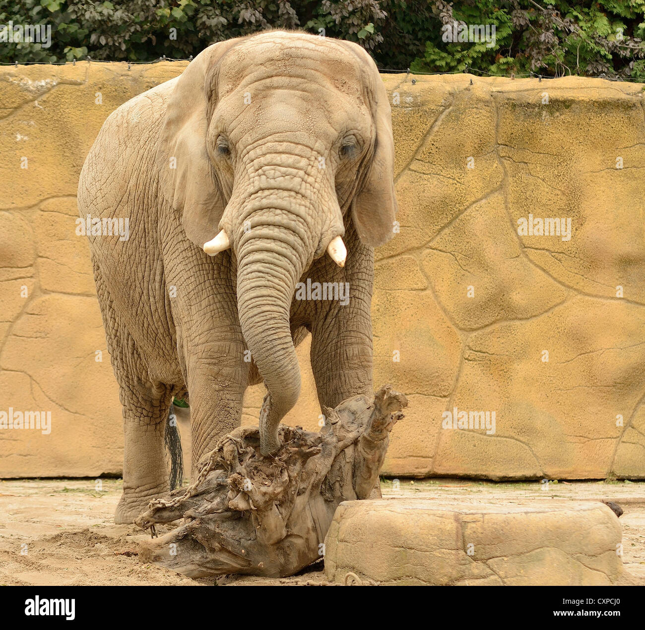 Elephant in zoo is playing with stump Stock Photo - Alamy