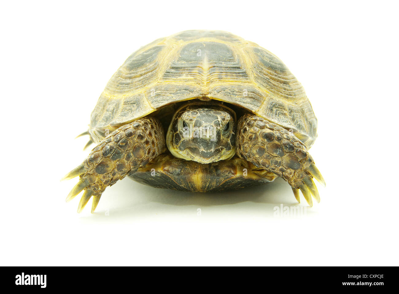 Reptile hi-res stock photography and images - Alamy