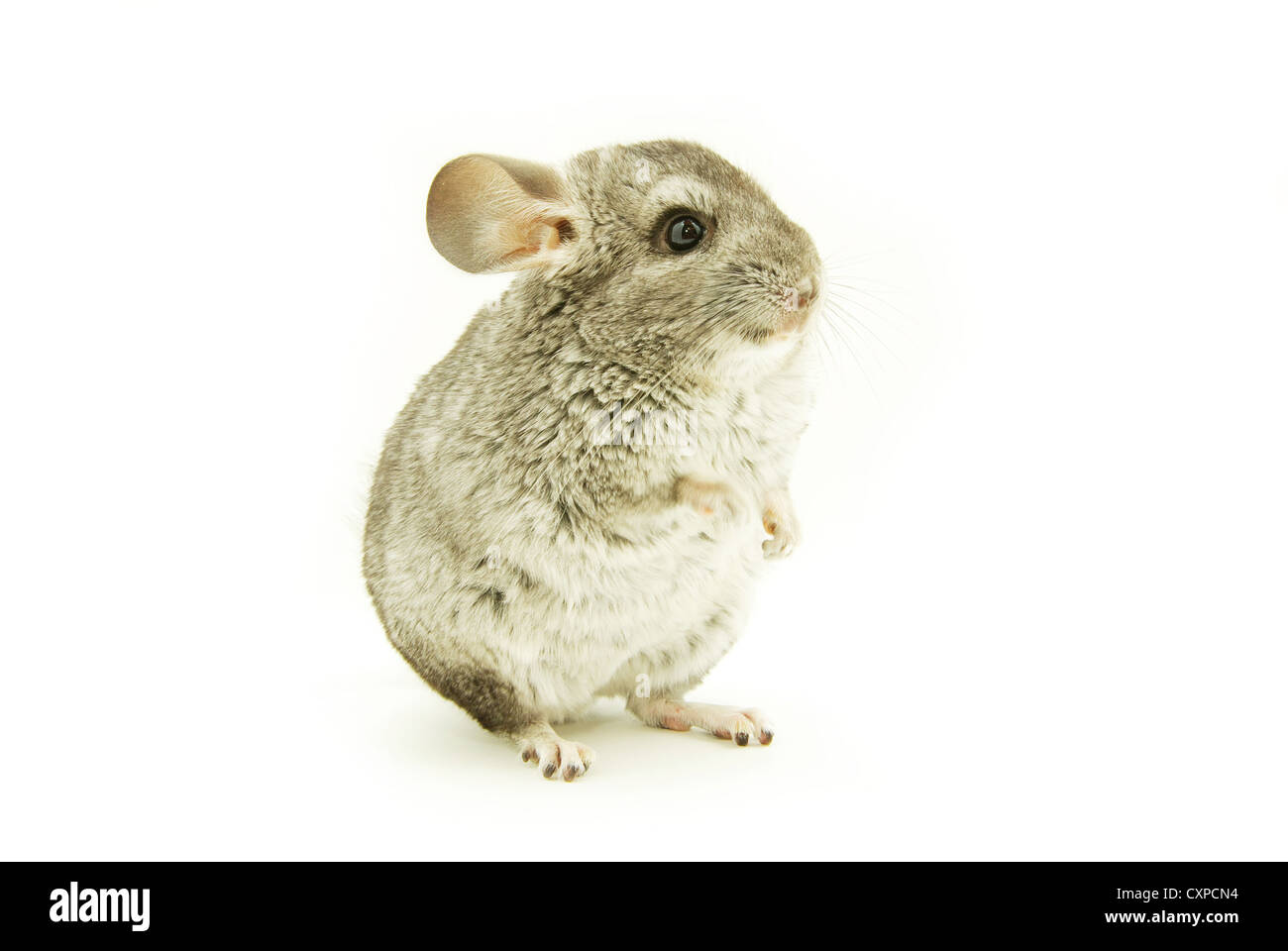 gray chinchilla isolated on white Stock Photo - Alamy