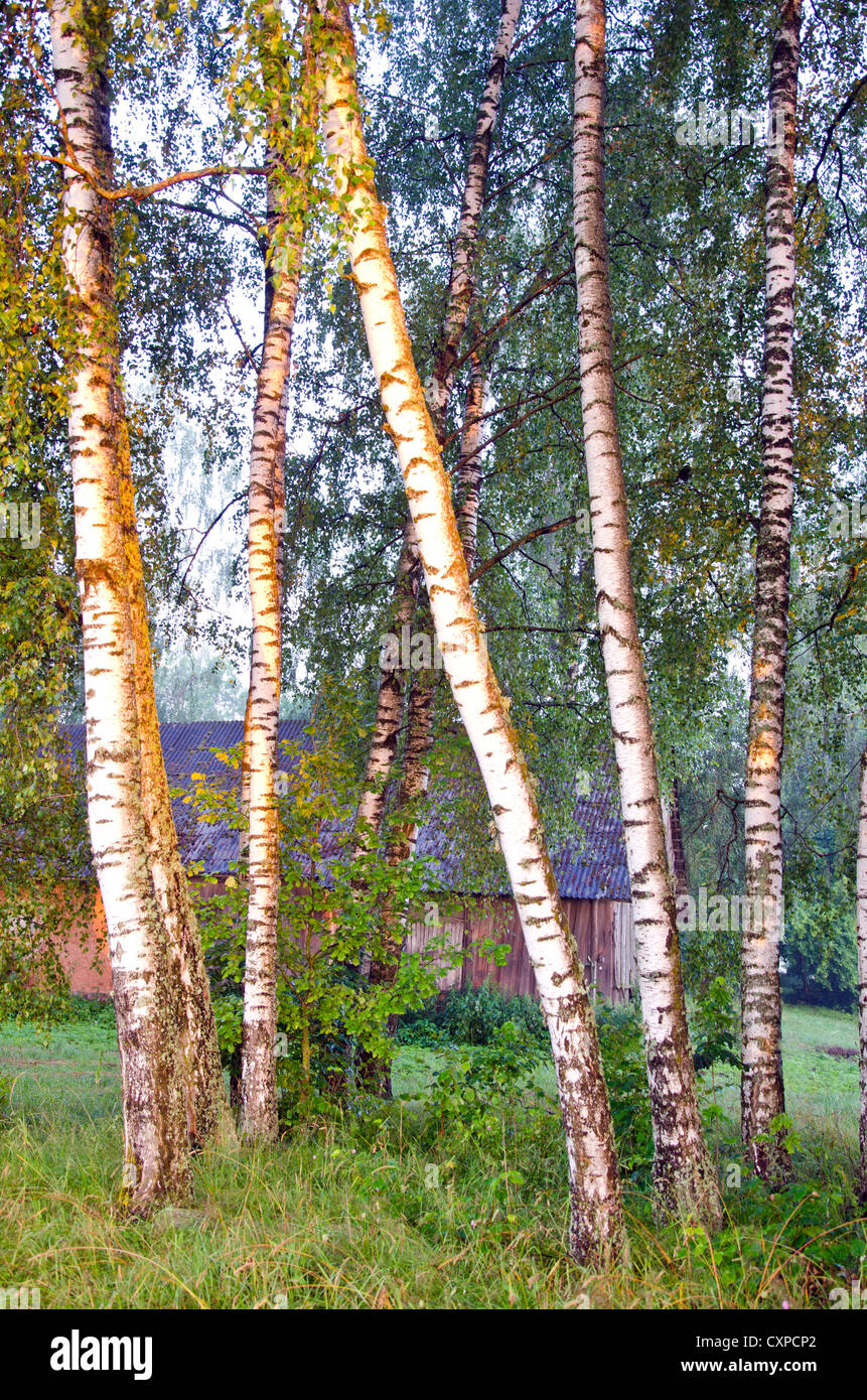 birch tree in village and summer morning sunlight Stock Photo - Alamy
