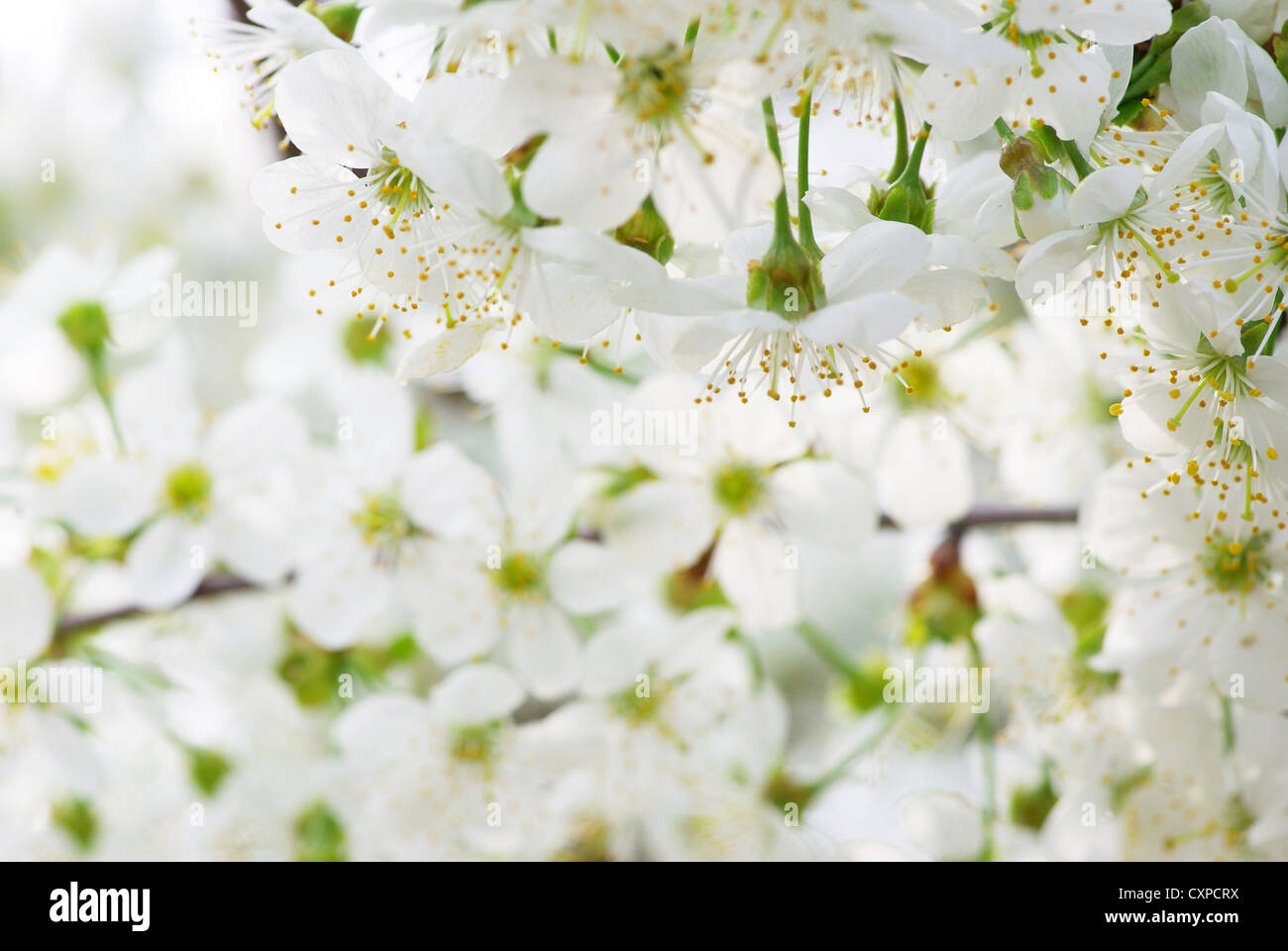 Close up of the spring cherry blossoms Stock Photo - Alamy