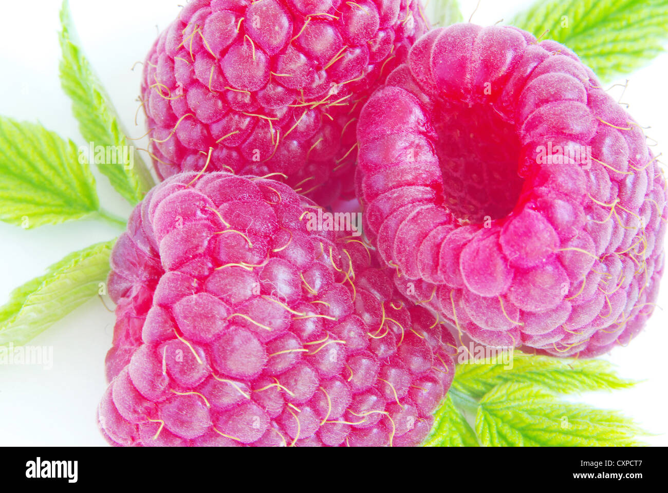 Ripe raspberry isolated on a white background Stock Photo - Alamy